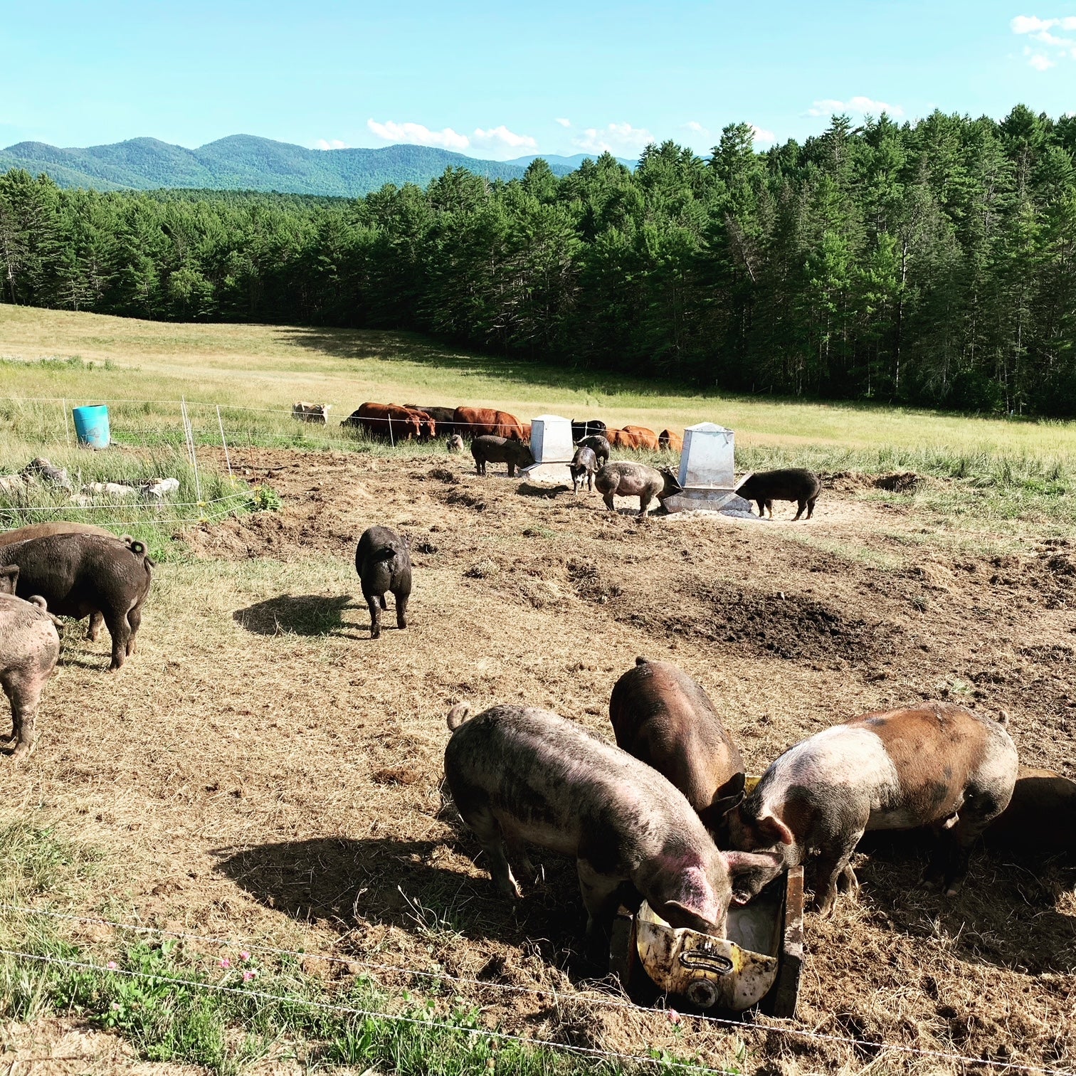 Artesian Goat Cheeses, Grass Fed Beef, Poultry & Pork Products ...